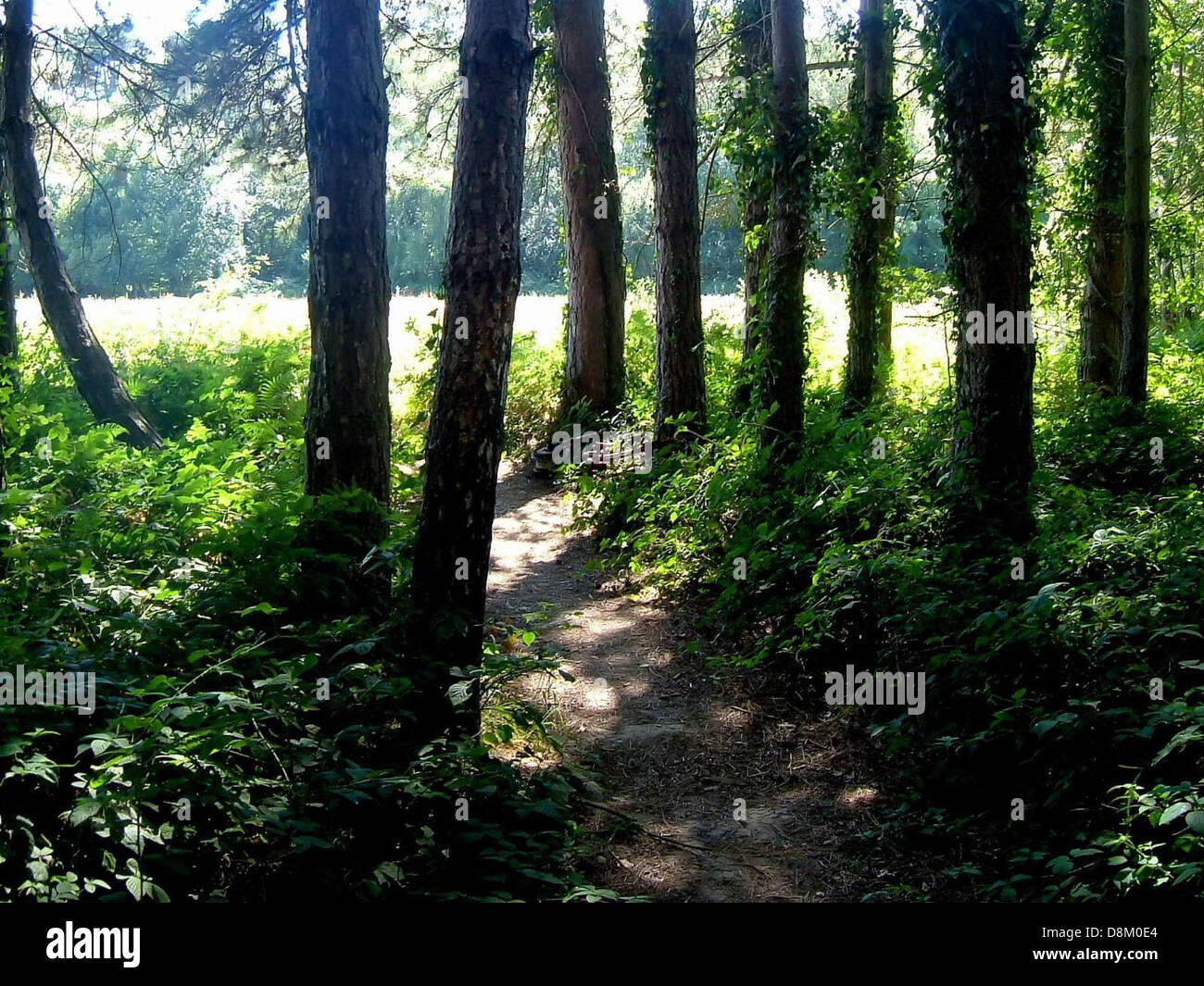 A tranquil woodland scene depicting trees, undergrowth, and natural ...