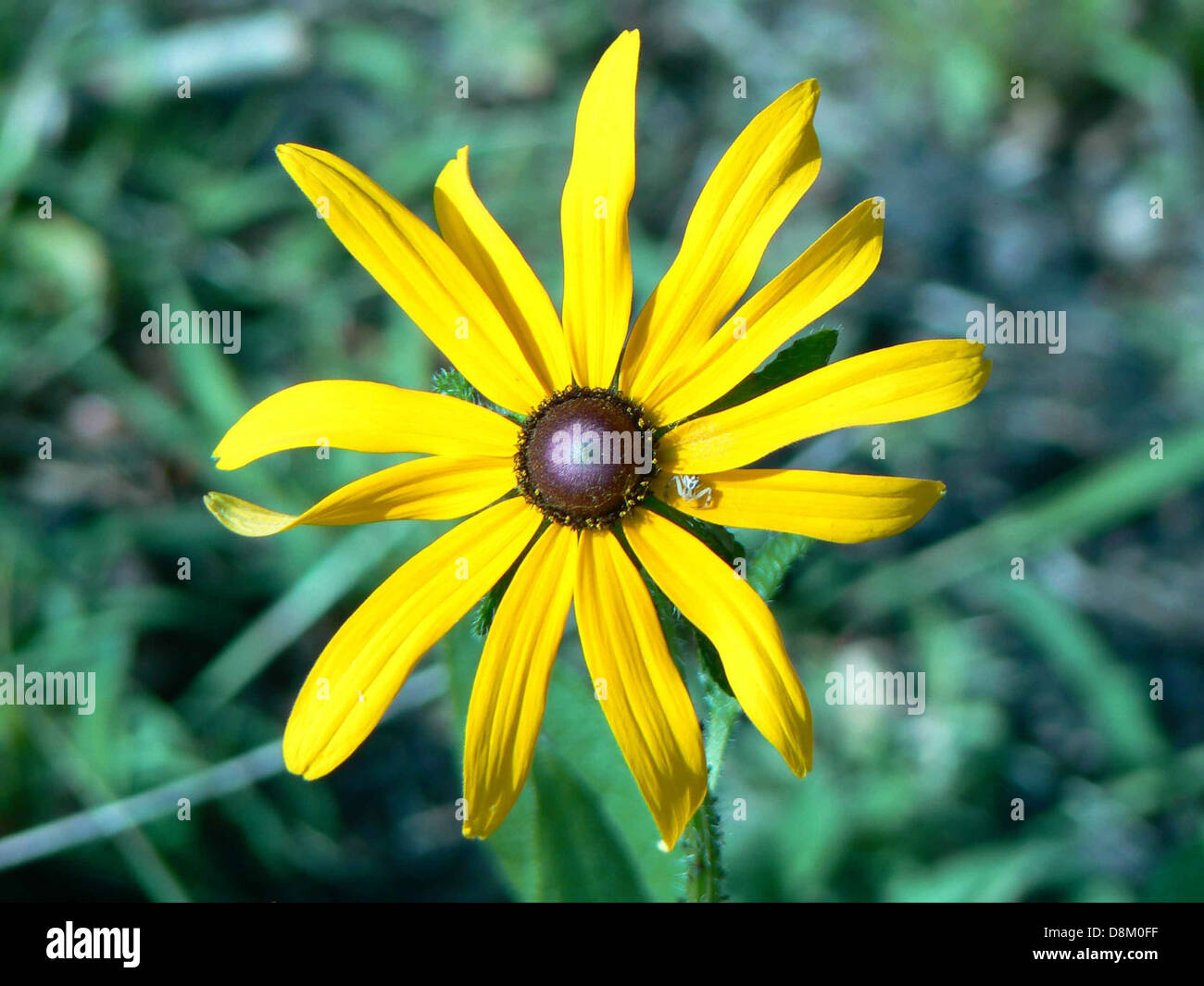 This image features a close-up of a vibrant yellow flower set against a ...