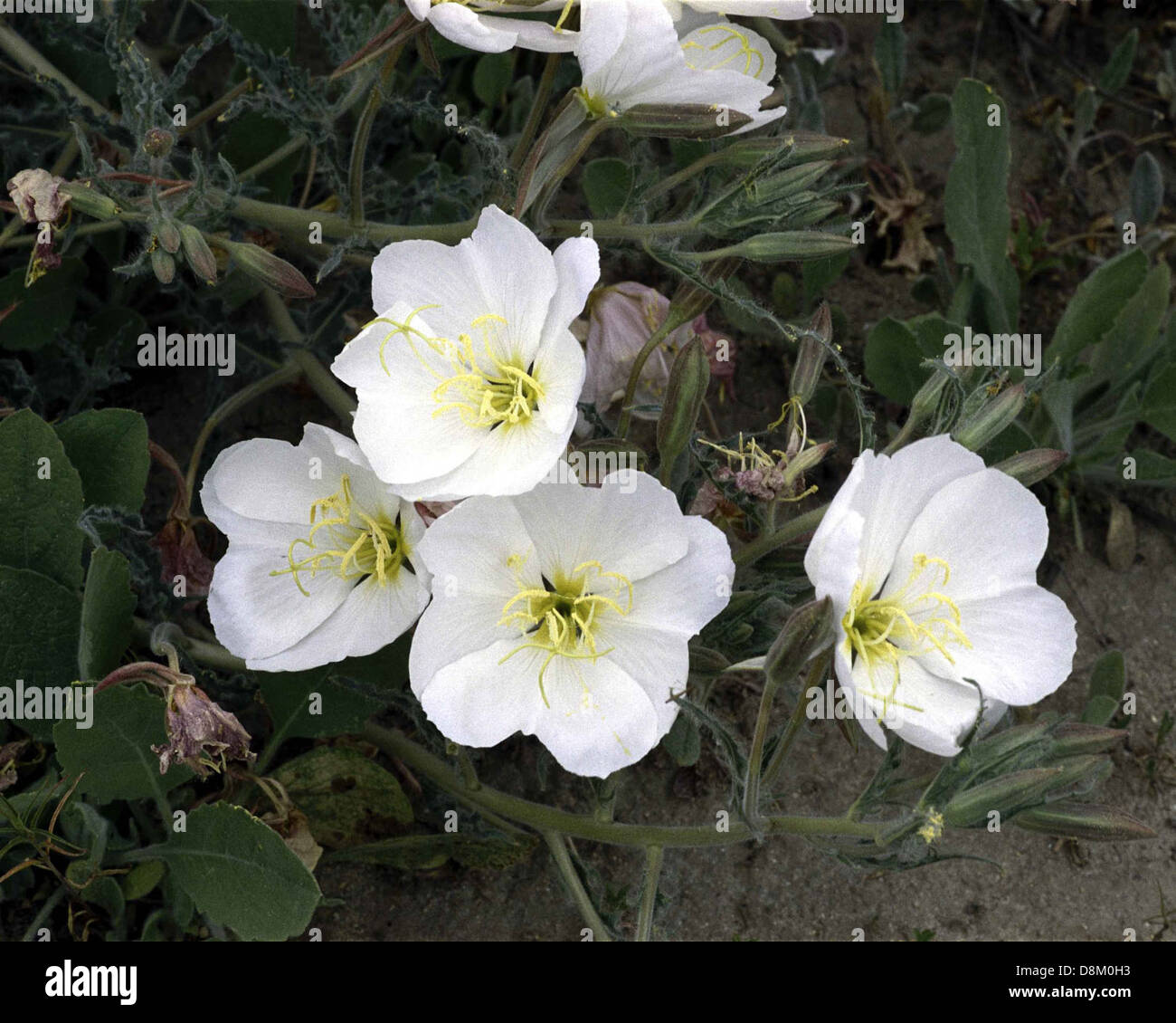 The Antioch dunes evening primrose, a rare flower native to California ...