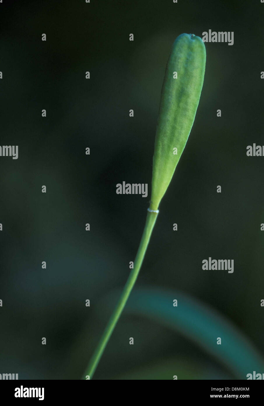 A close-up view of the bloodroot flower pod, a native North American ...