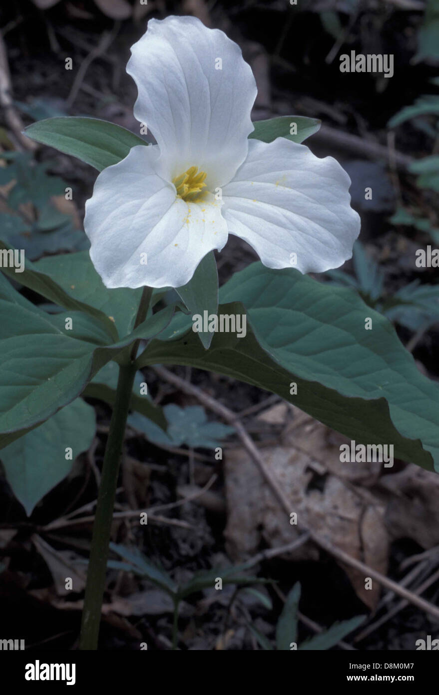 A close view of the large white flower of the Trillium grandiflorum ...