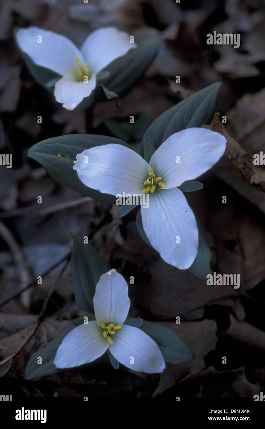 A close view of three white snow trillium flowers trillium nivale in ...