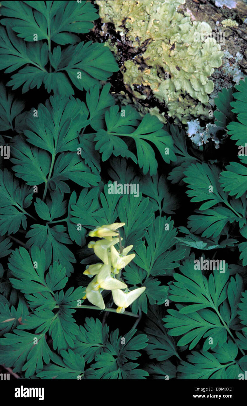 Dutchmans breeches wildflower hi-res stock photography and images - Alamy