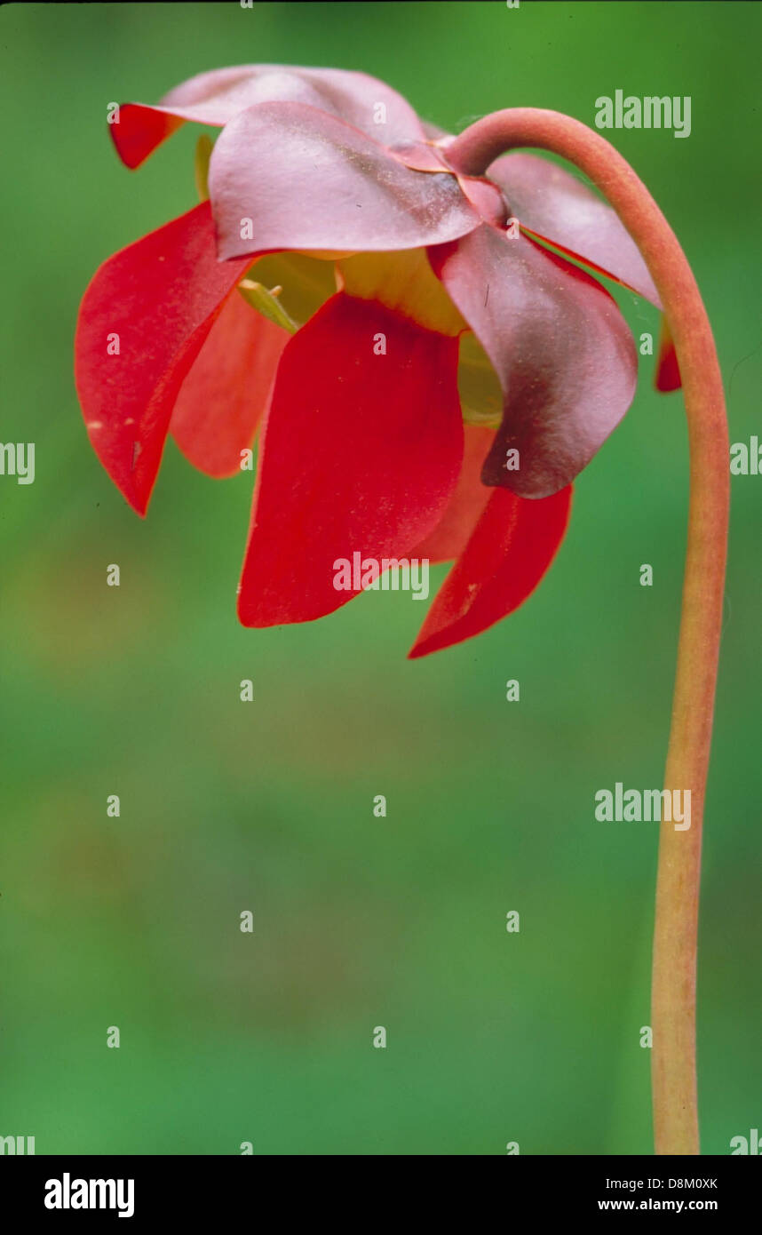A vibrant red wildflower stands out against a backdrop of green grass ...