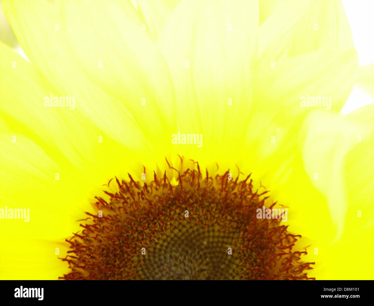 This close-up image highlights the vivid yellow petals of a sunflower. The detail of the flower ...