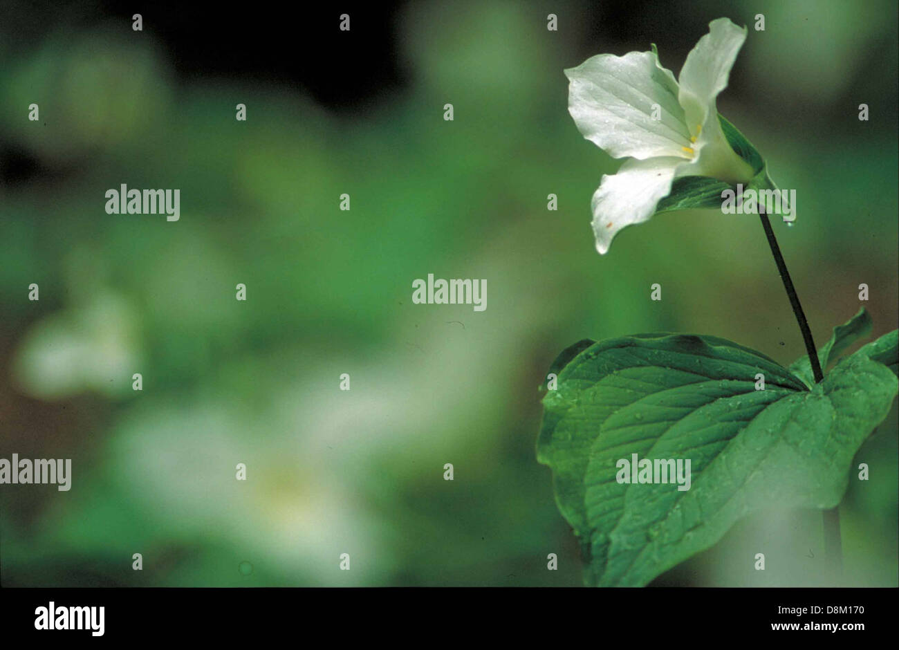 A detailed close-up of a white trillium flower (Trillium grandiflorum ...