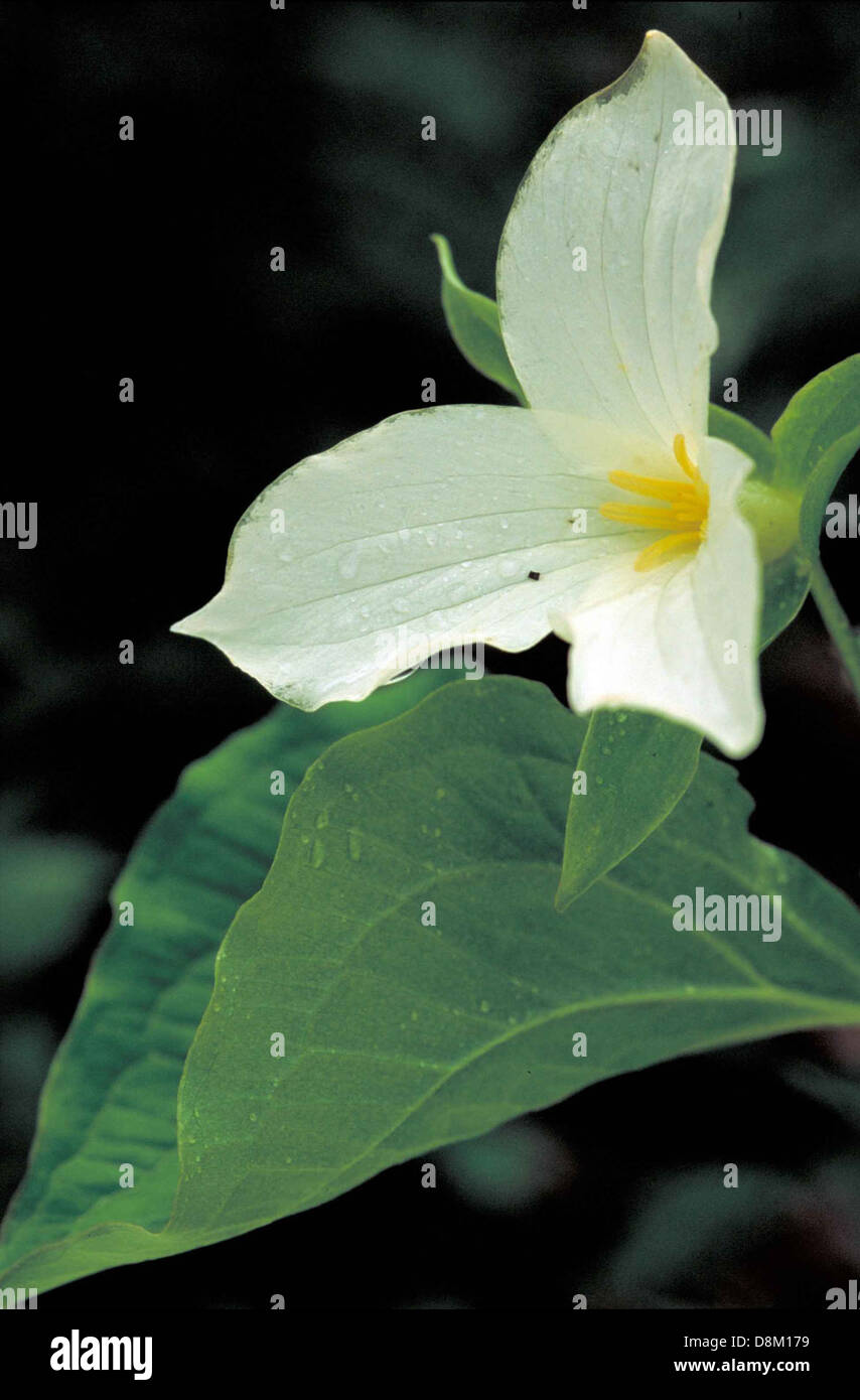 A close-up of a single white trillium blossom, *Trillium grandiflorum ...