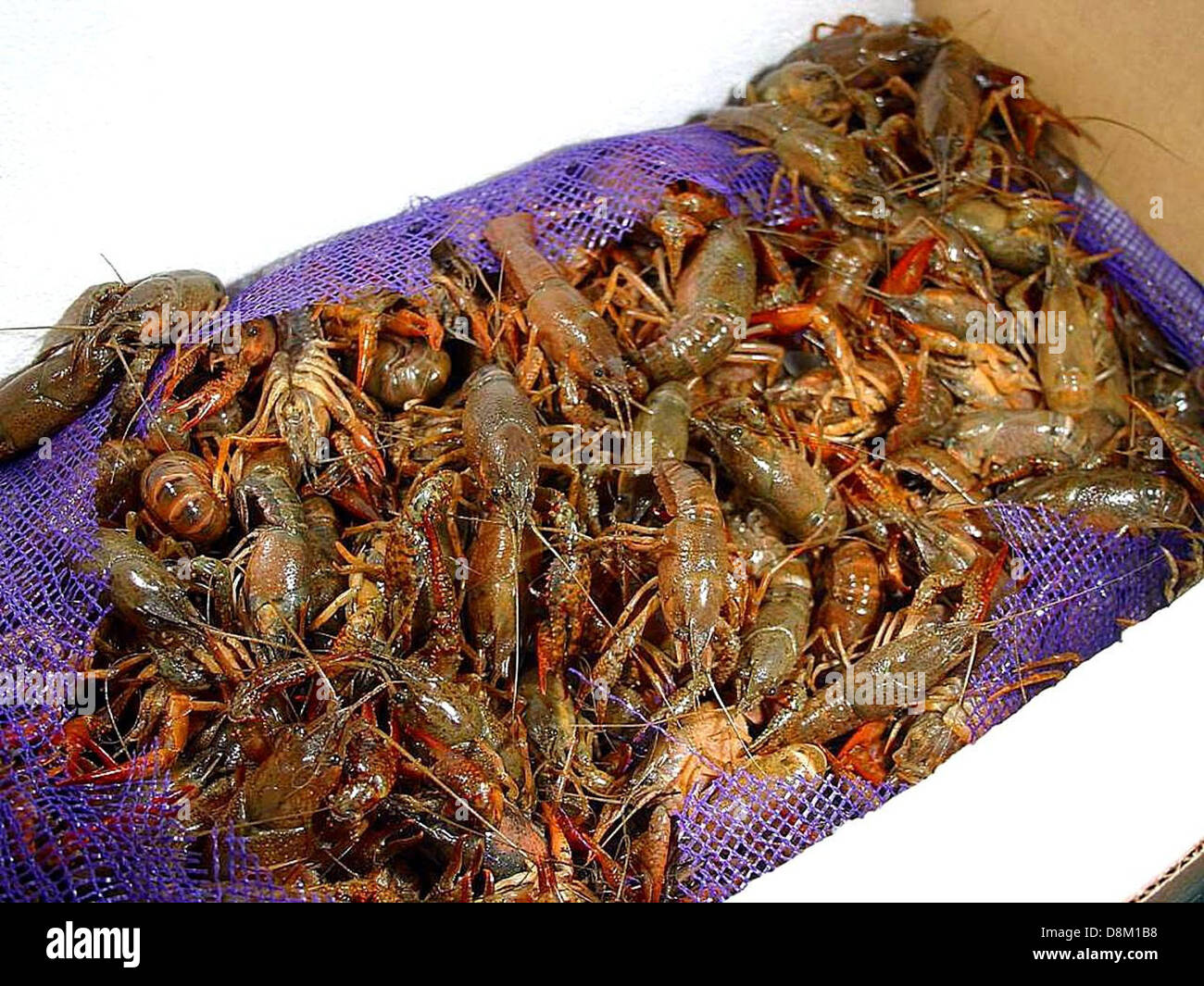 Lobsters anatomy hi-res stock photography and images - Alamy