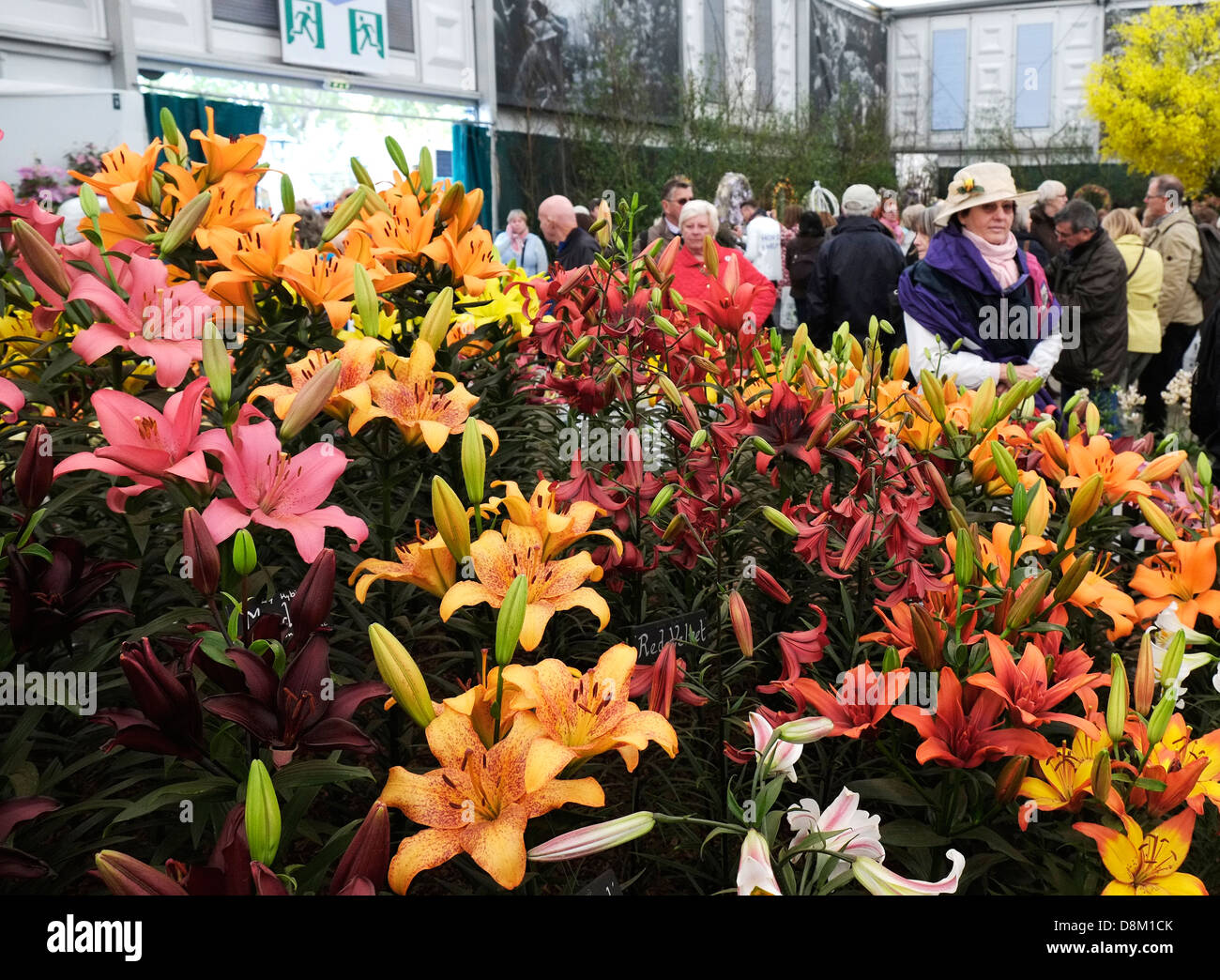 Lillies exhibited at the Chelsea Flower Show Stock Photo - Alamy