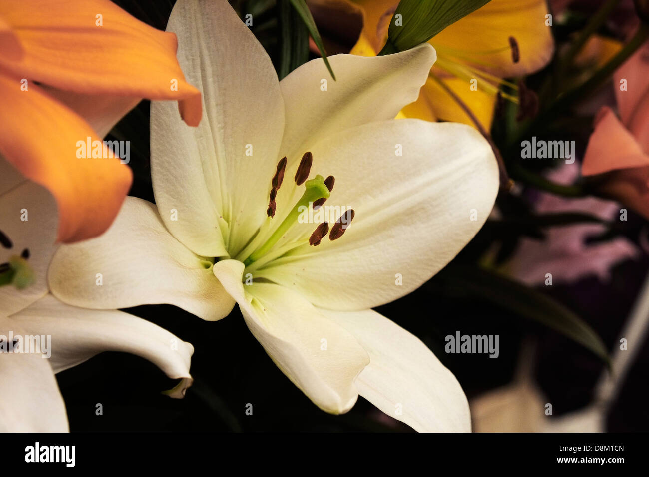 A lily on display at the Chelsea Flower Show Stock Photo - Alamy