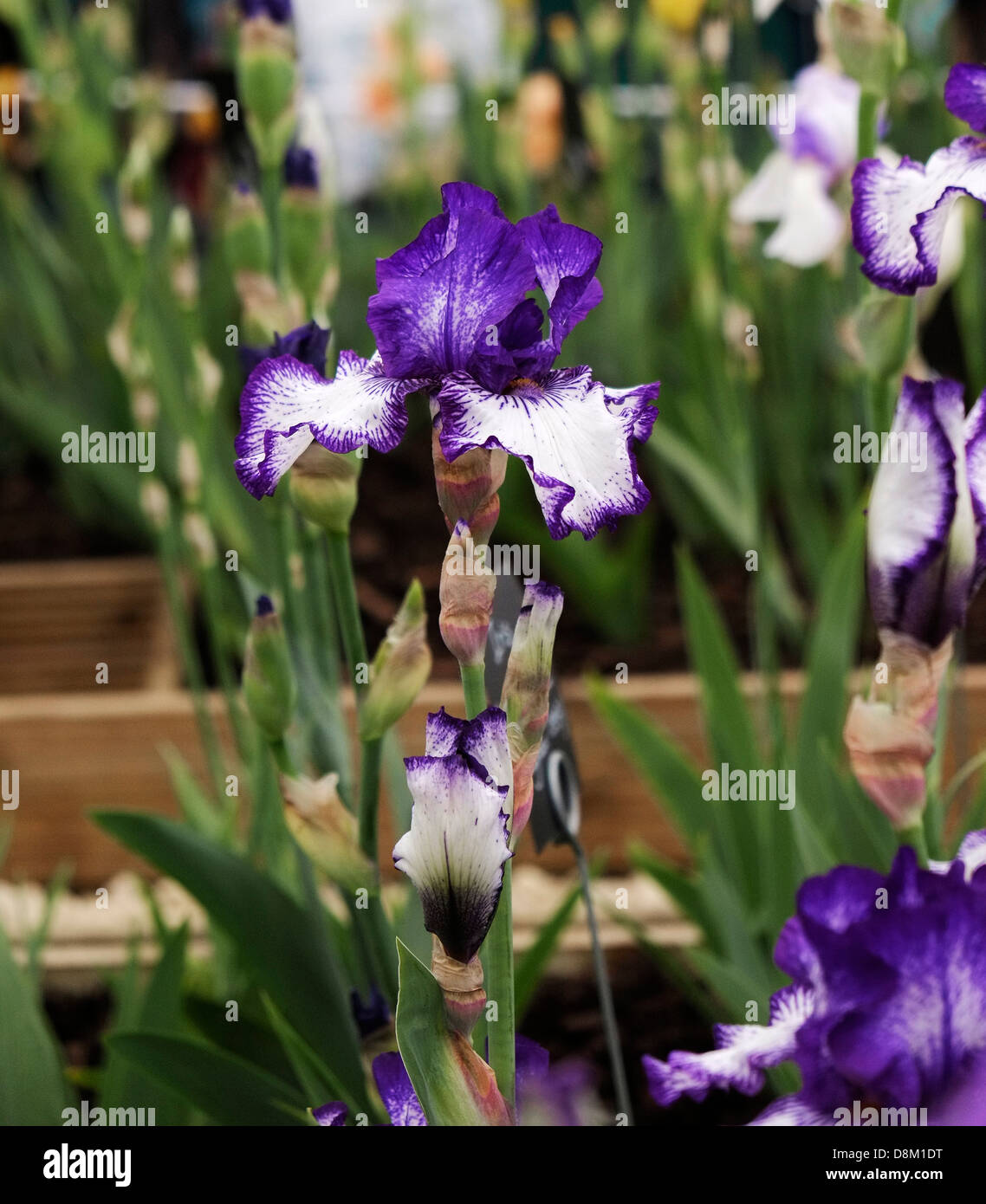 Irises on display at the Chelsea Flower Show Stock Photo - Alamy