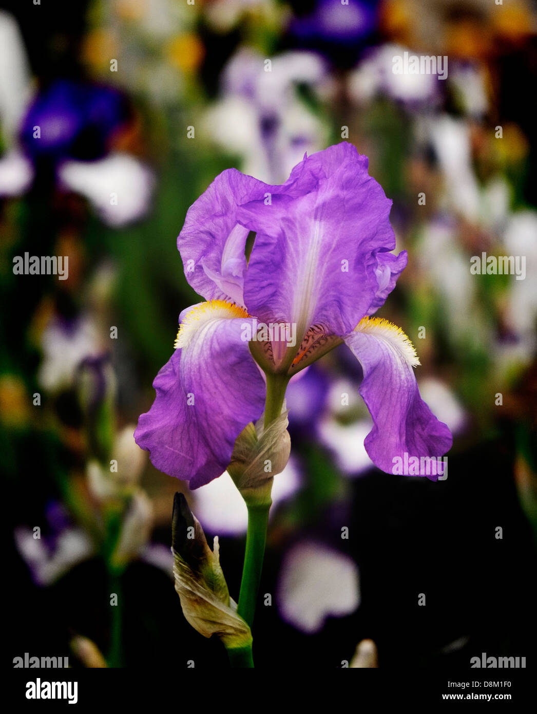 An Iris on display at the Chelsea Flower Show Stock Photo - Alamy