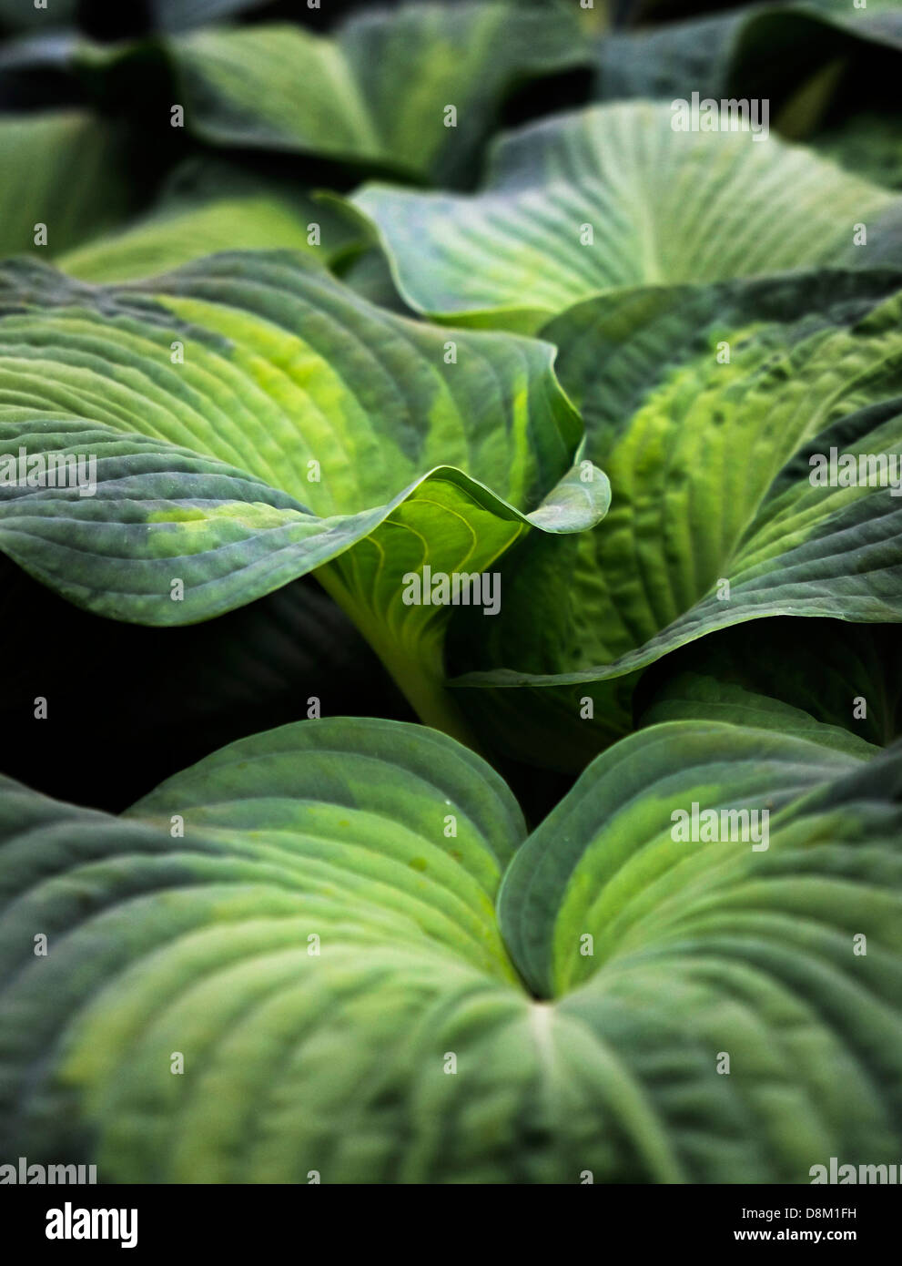 Hosta 'George Smith' on display at the Chelsea Flower Show Stock Photo ...
