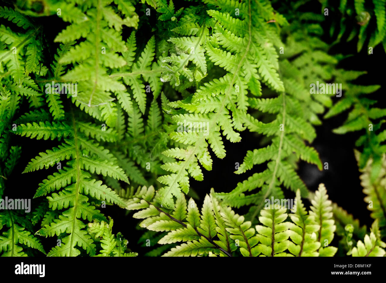 Japanese Tree Fern on display at the Chelsea Flower Show Stock Photo ...