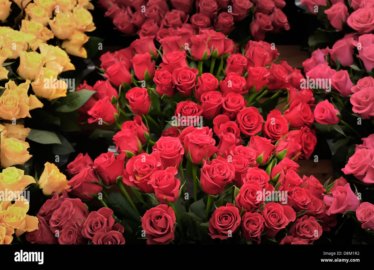 A display of roses at the Chelsea Flower Show Stock Photo - Alamy