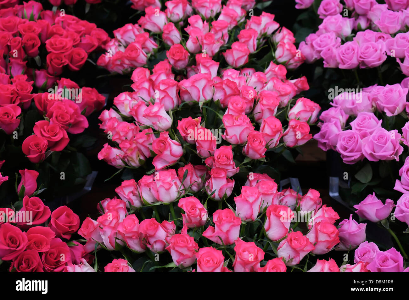 A display of roses at the Chelsea Flower Show Stock Photo - Alamy