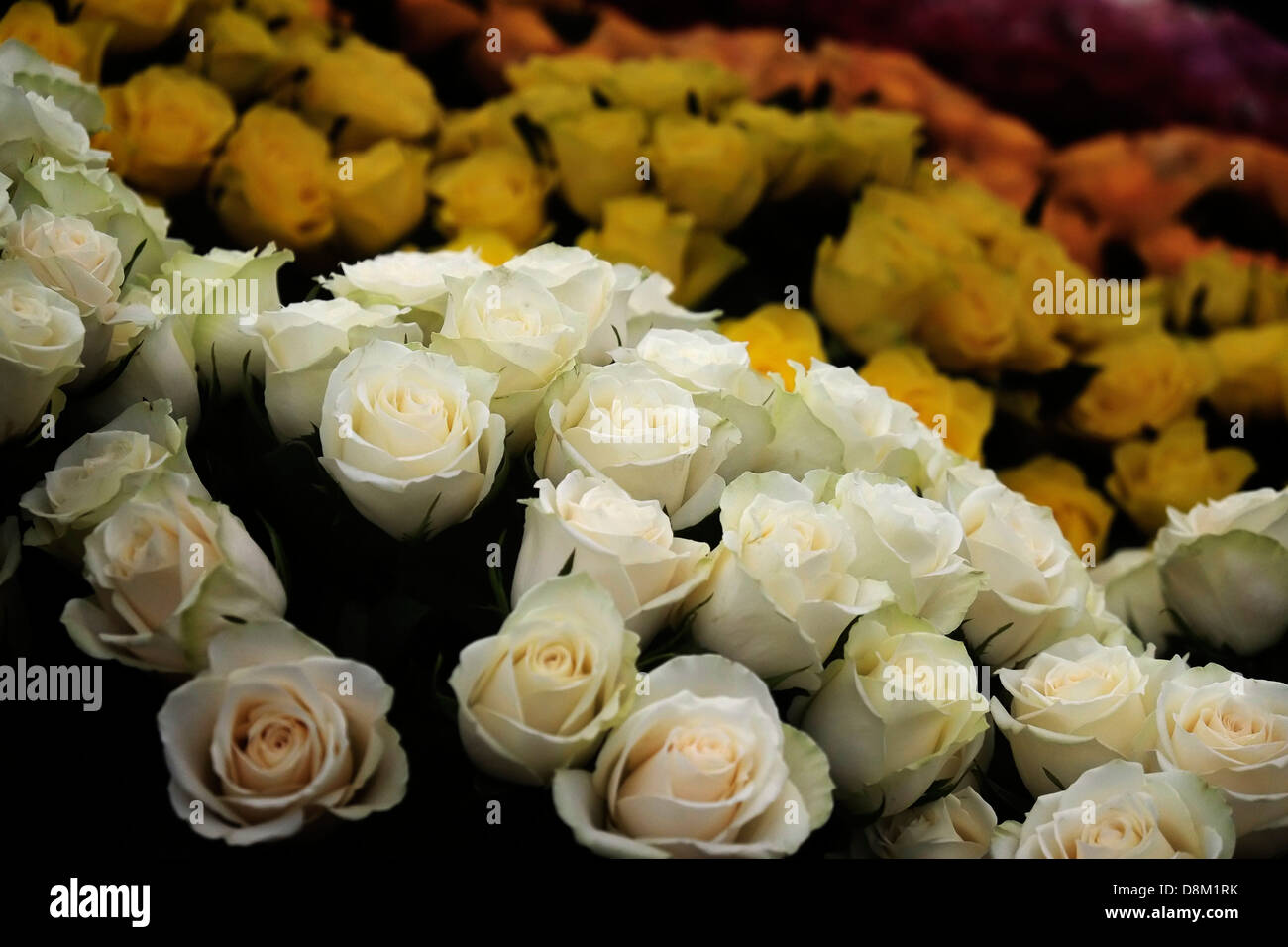 A display of roses at the Chelsea Flower Show Stock Photo - Alamy