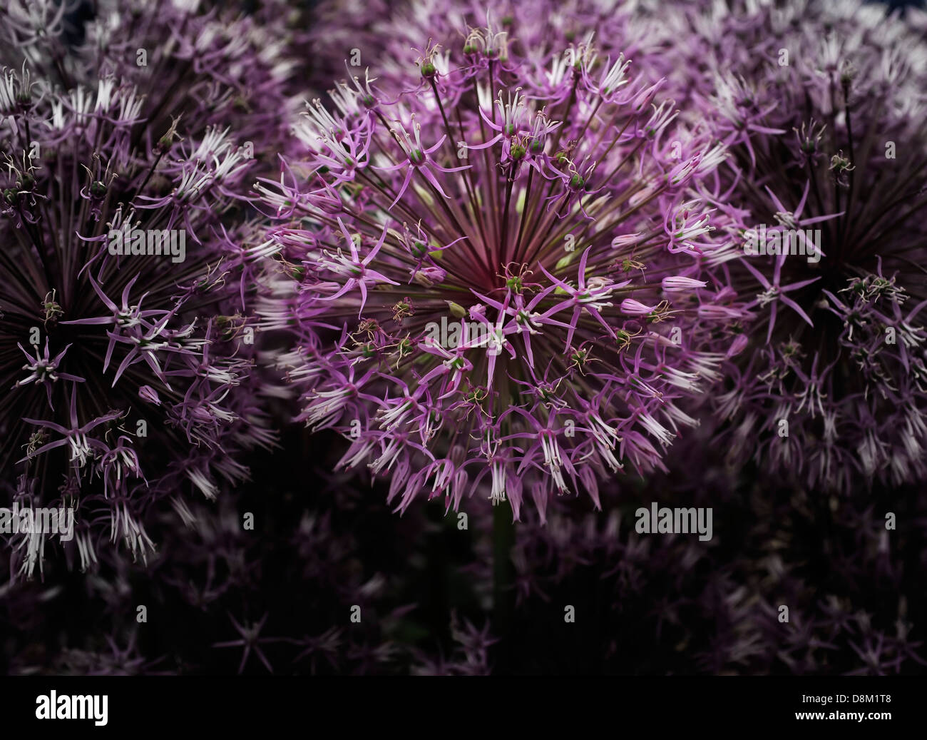 Allium jedianum 'Early Emperor' Stock Photo - Alamy
