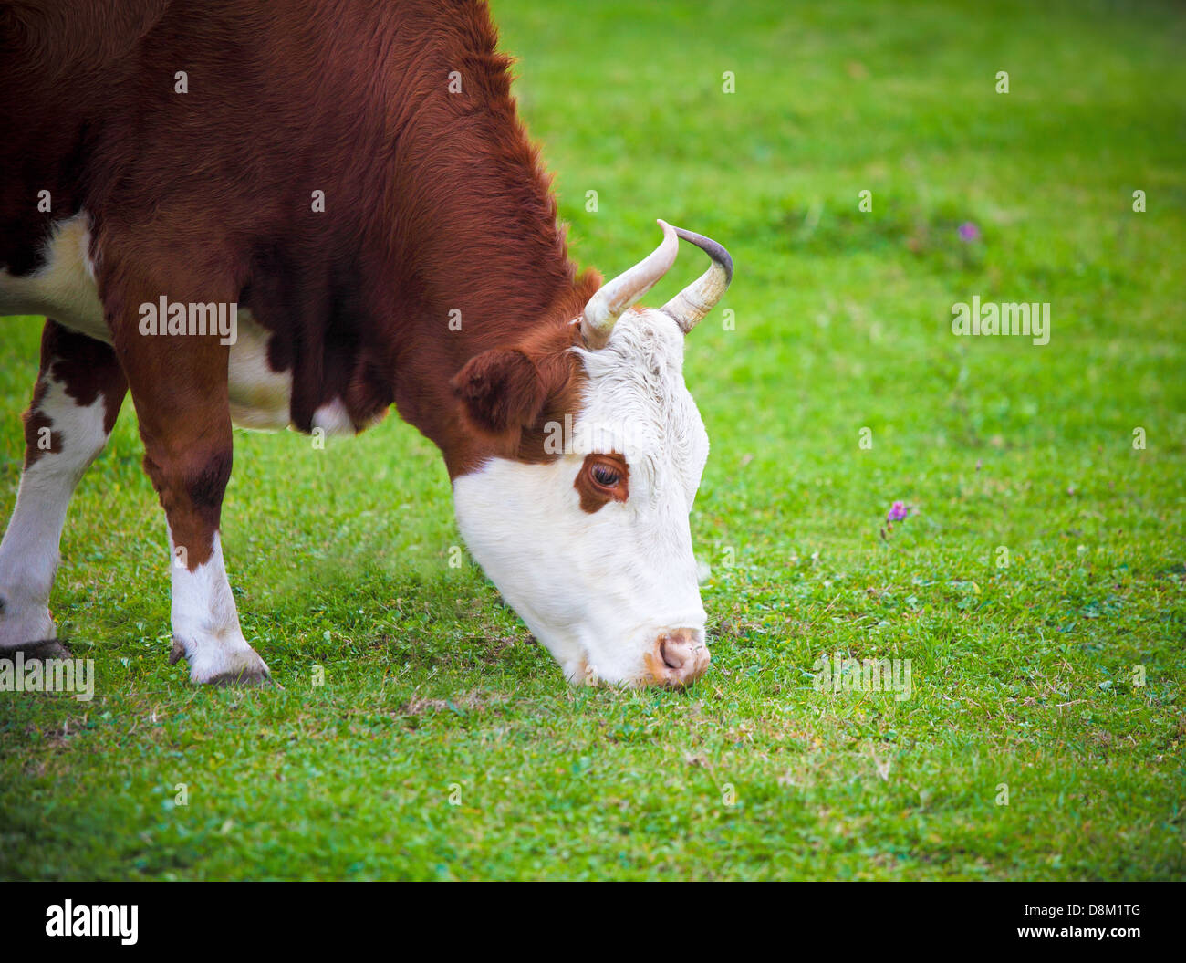 Brown cow cutout hi-res stock photography and images - Alamy