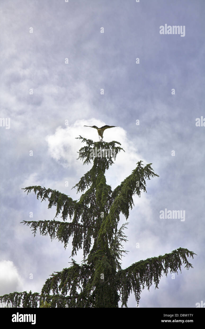 Stork spreads wings hi-res stock photography and images - Alamy