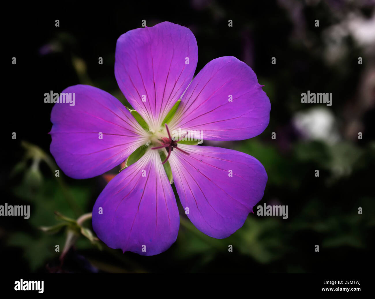 Geranium Rozanne 'Gerwat' on display at the Chelsea Flower Show Stock ...