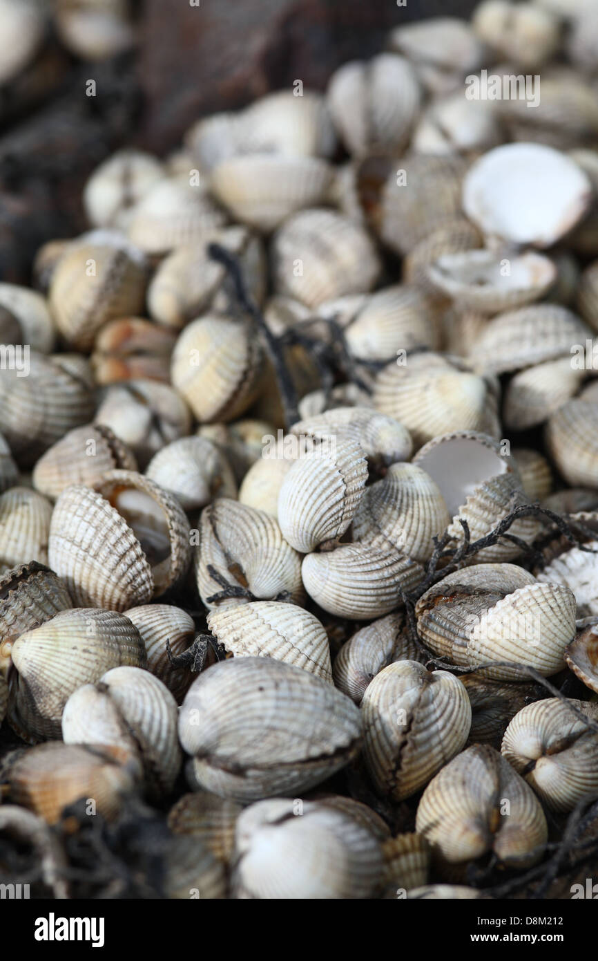 pile of cockle shells on beach Stock Photo - Alamy