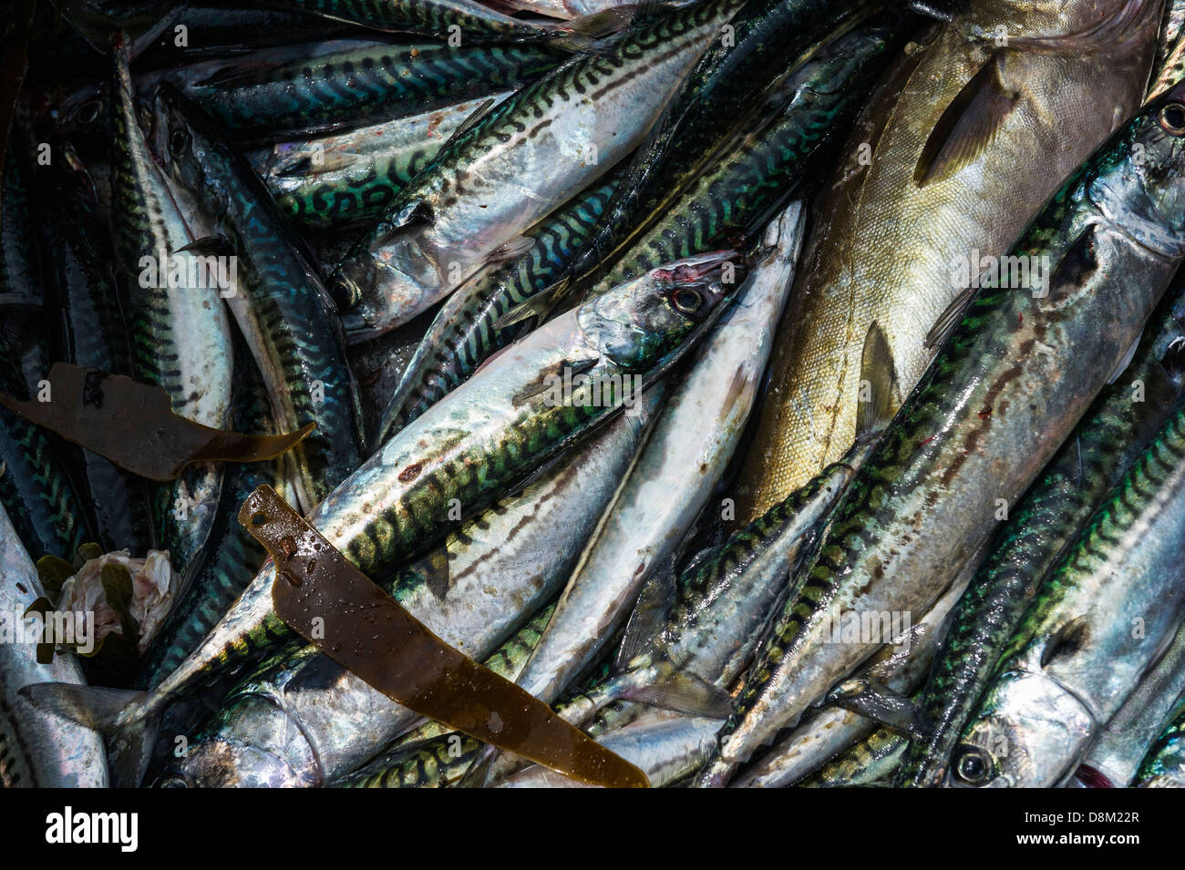 Mackerel Stock Photos & Mackerel Stock Images - Alamy