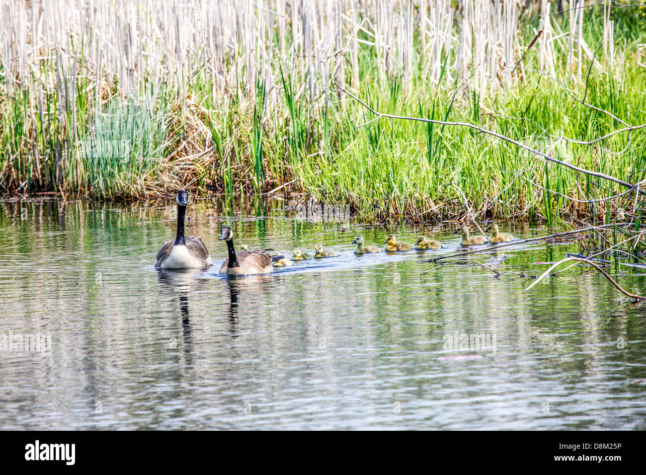 Wye marsh midland ontario hi-res stock photography and images - Alamy