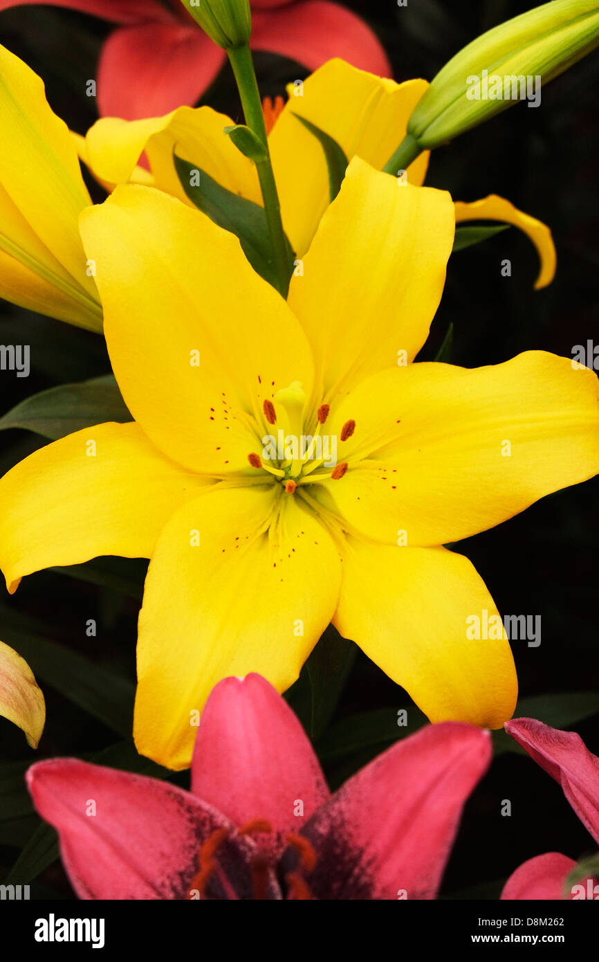 A lily on display at the Chelsea Flower Show Stock Photo - Alamy