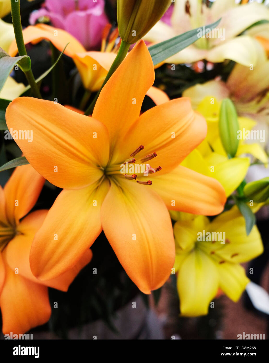 A lily on display at the Chelsea Flower Show Stock Photo - Alamy