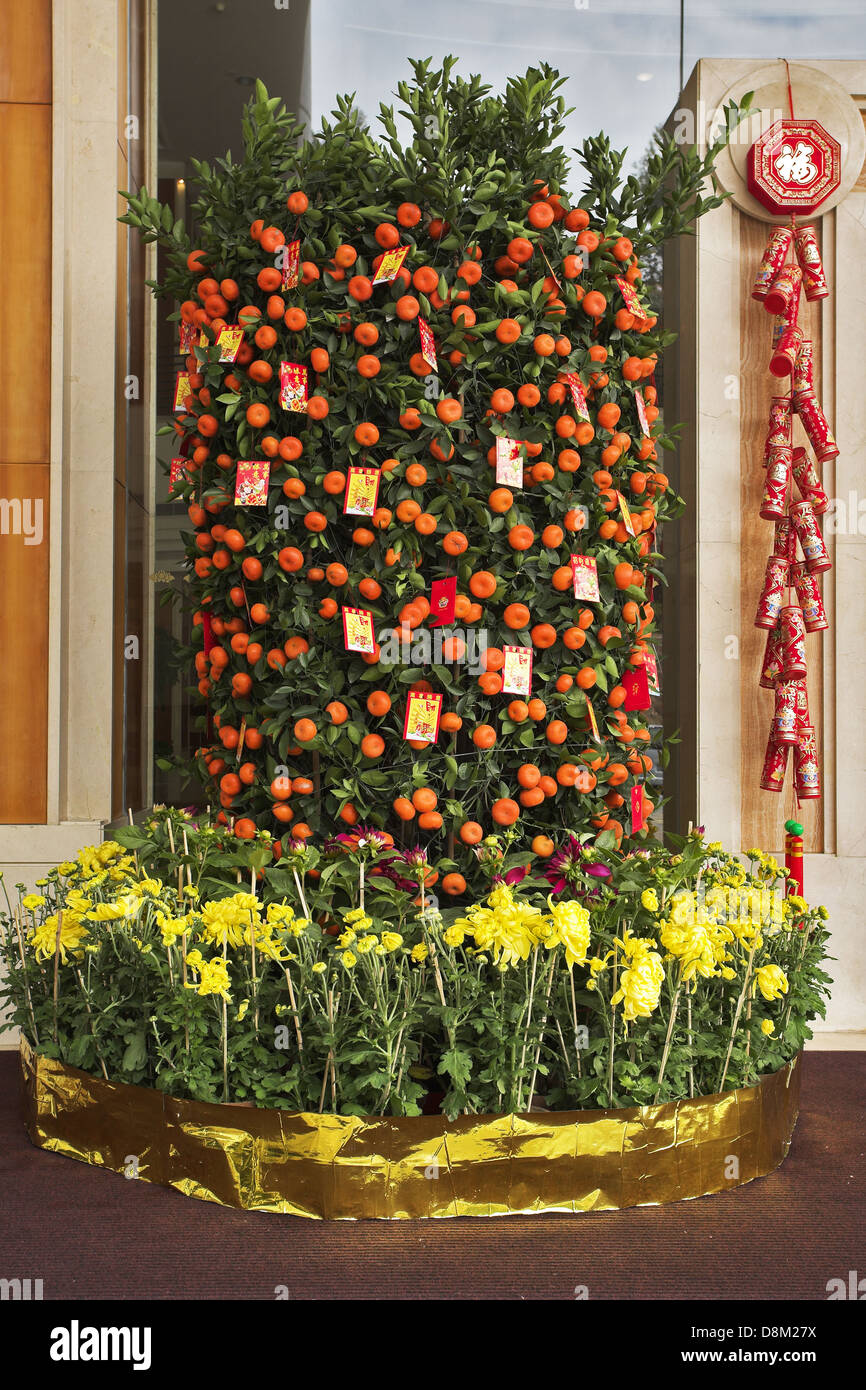 Traditional Chinese New Year's tangerine-tree Stock Photo - Alamy