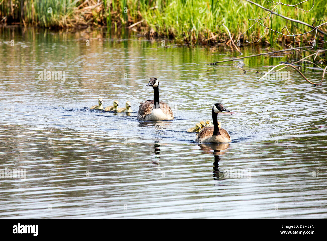 Wild Canada Goose Family (Branta canadensis) with young Gosling in a ...