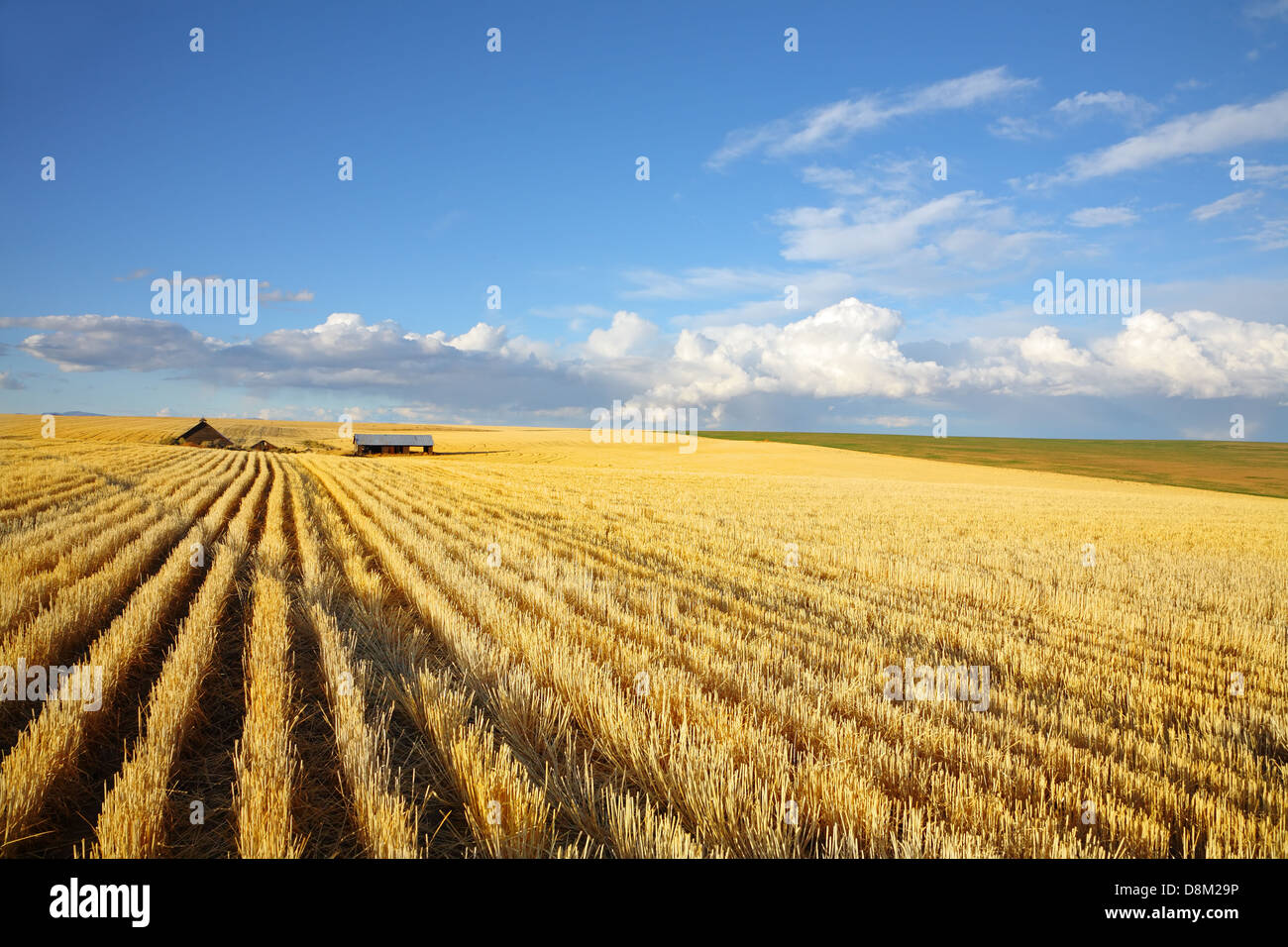 The autumn midday on fields of Montana Stock Photo - Alamy