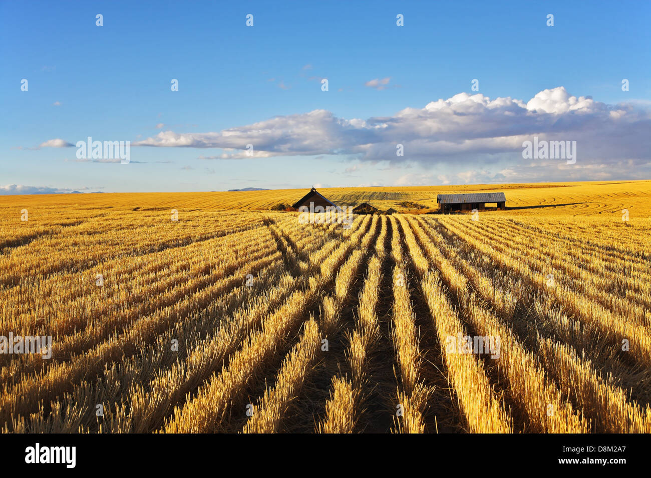 Barley field montana hi-res stock photography and images - Alamy