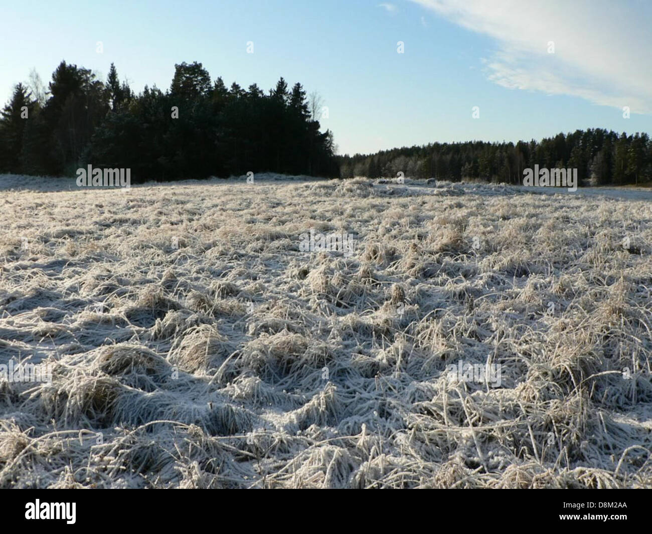 This image captures a field covered in frost, with the cold ...