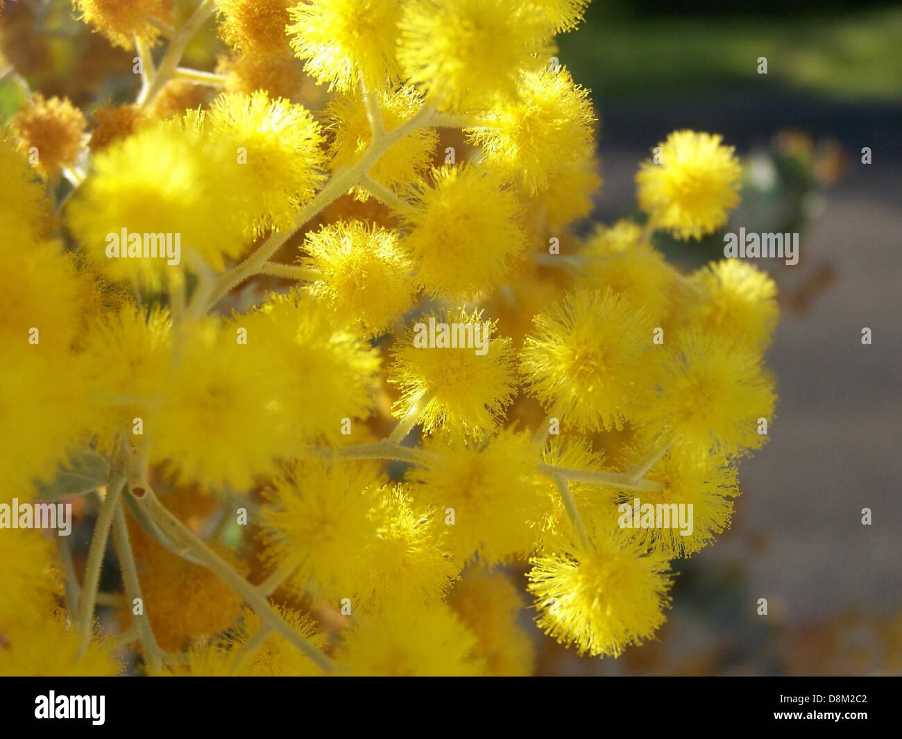 A close-up of Golden Wattle, a flowering plant native to Australia. The ...