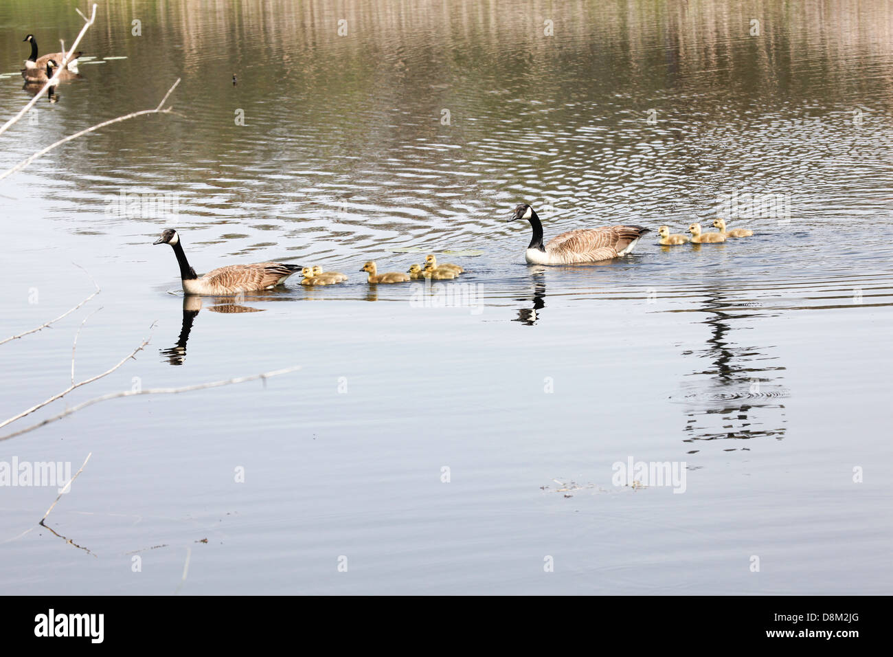 Wild Canada Goose Family (Branta canadensis) with young Gosling in a ...