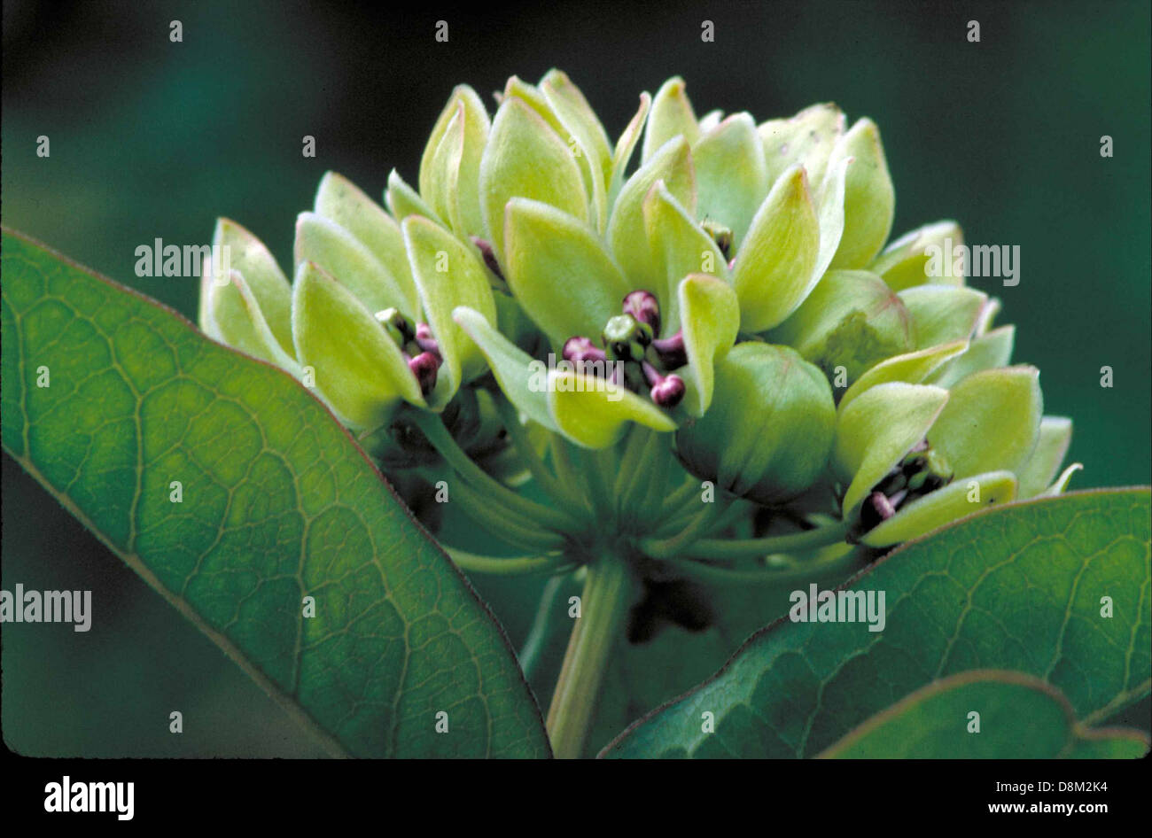 Green milkweed flower asclepias viridiflora Stock Photo - Alamy