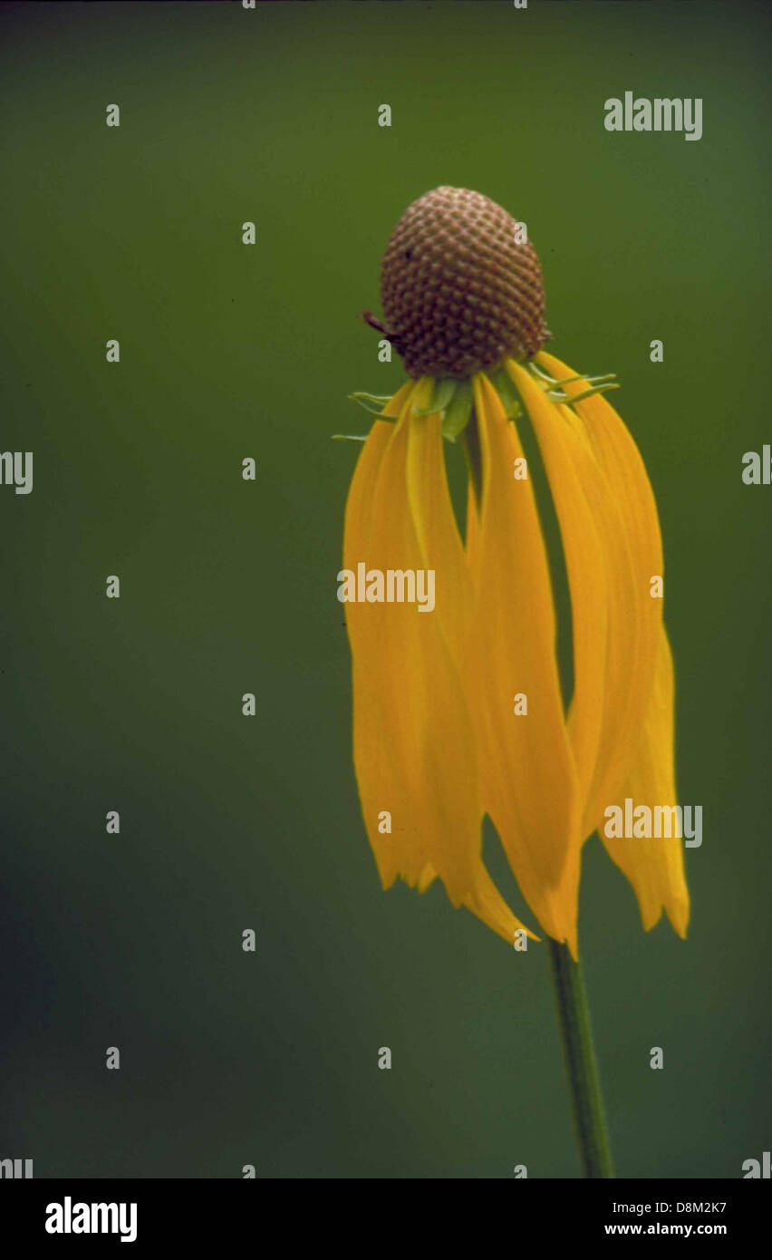 The gray coneflower (Ratibida pinnata), a native North American plant ...