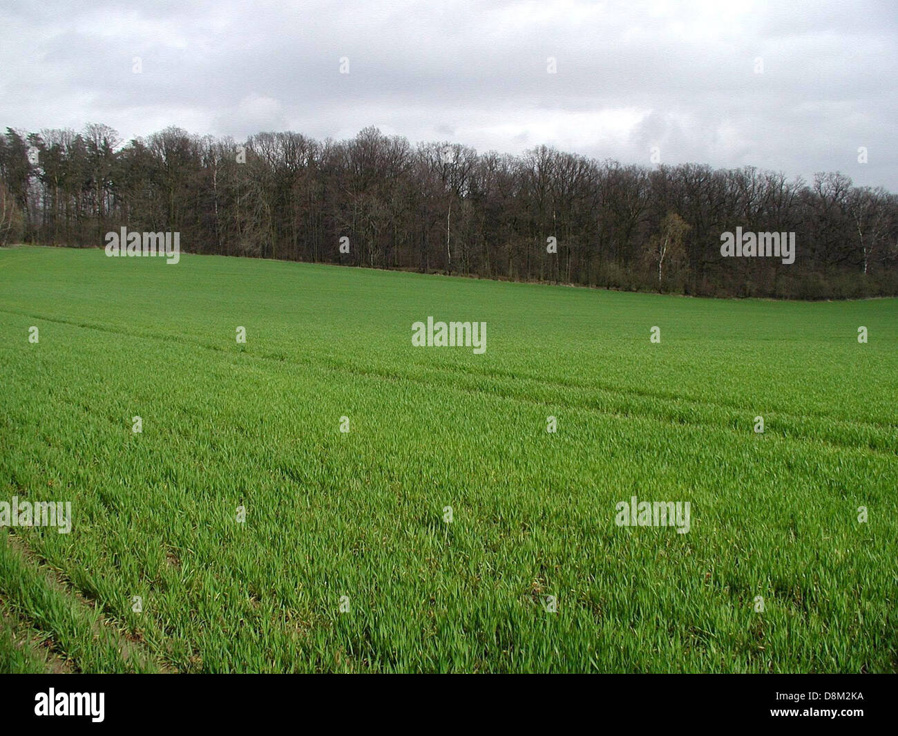 A lush, green pasture field is shown, with expansive grasslands and ...