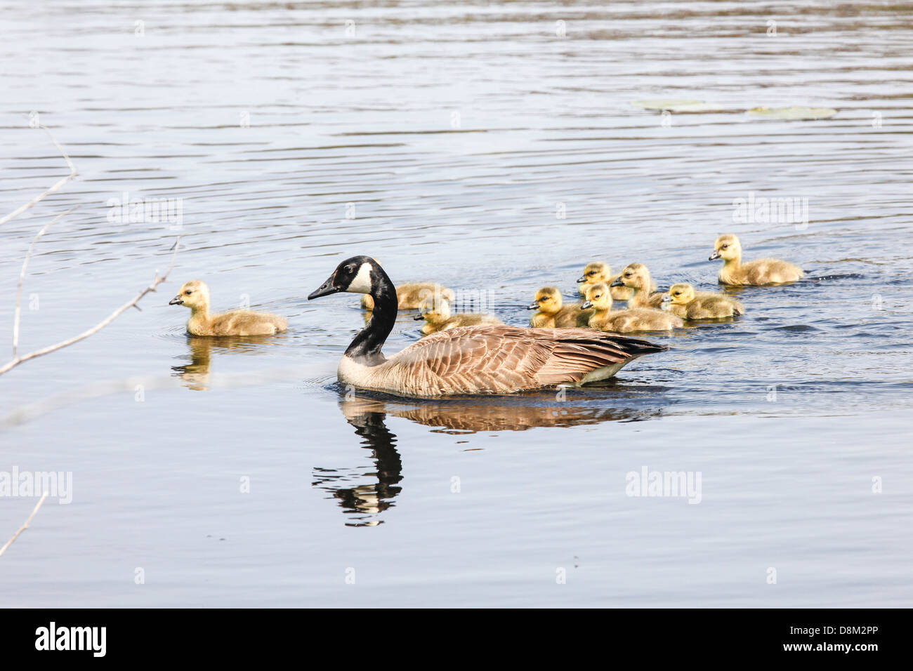Wye marsh midland ontario hi-res stock photography and images - Alamy