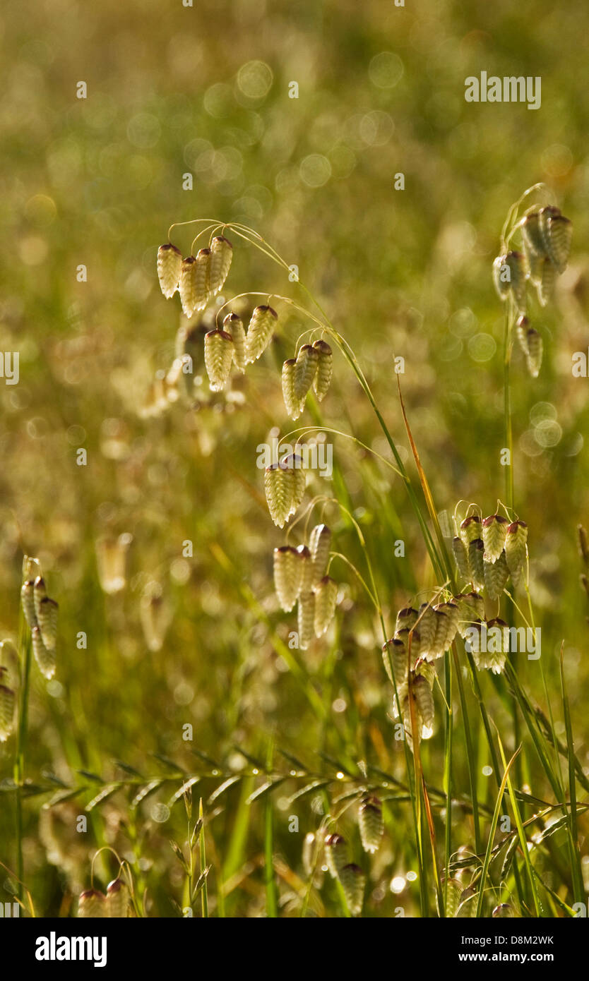 Long seed pods hi-res stock photography and images - Alamy
