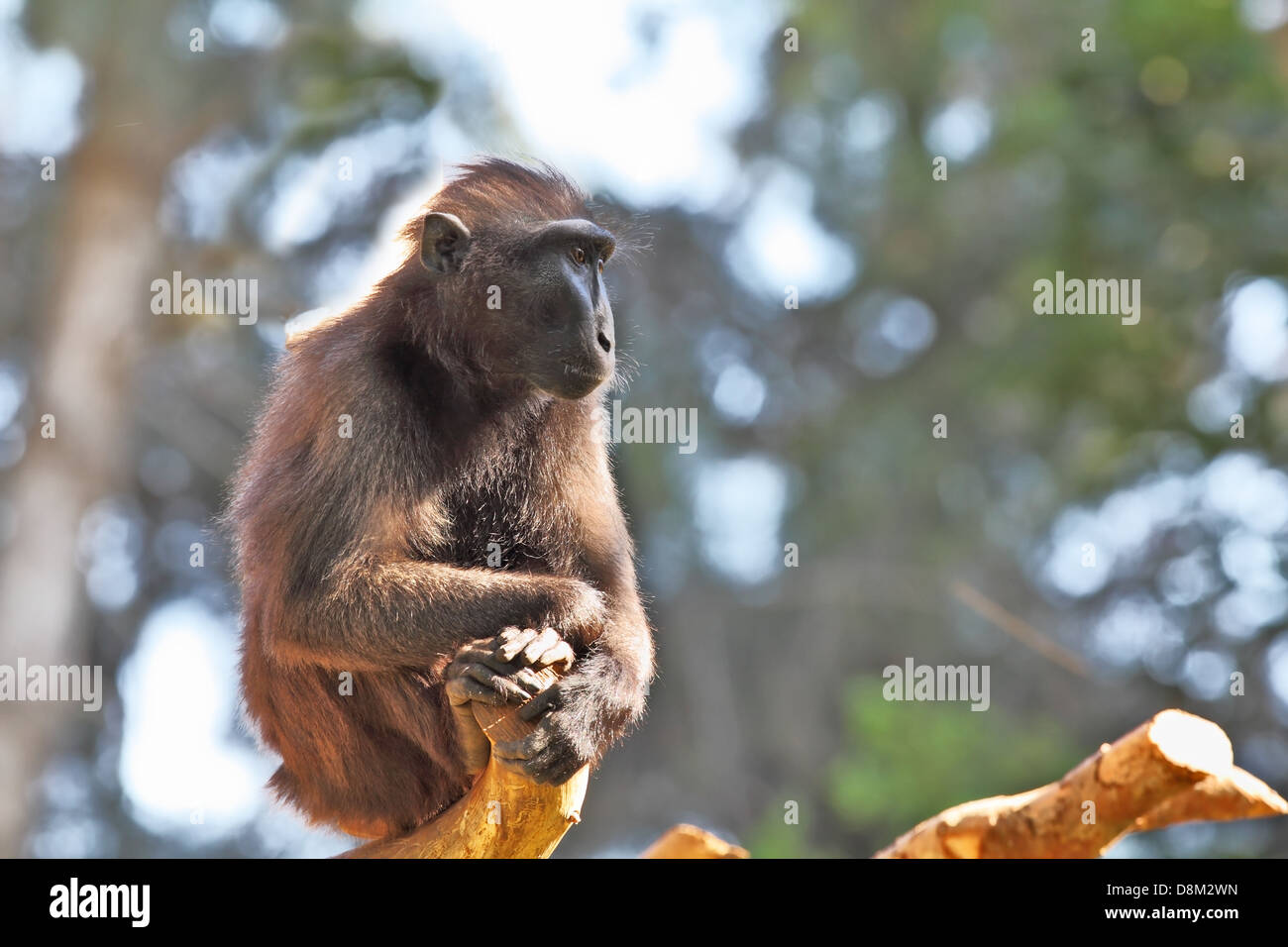 Monkey little monkey hi-res stock photography and images - Alamy