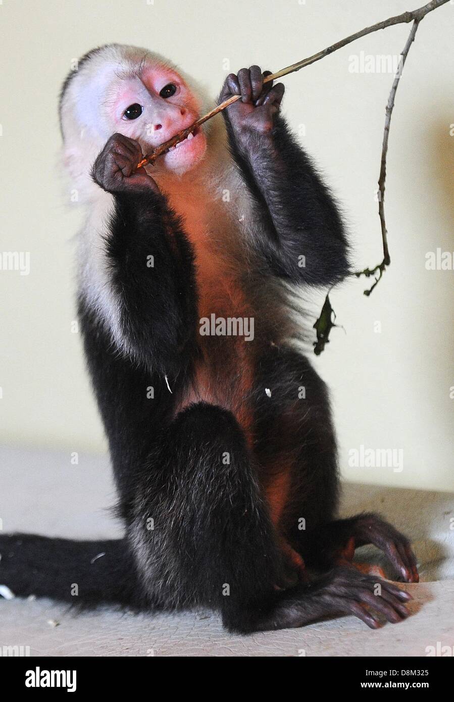 Capuchin monkeys family in hi-res stock photography and images - Alamy