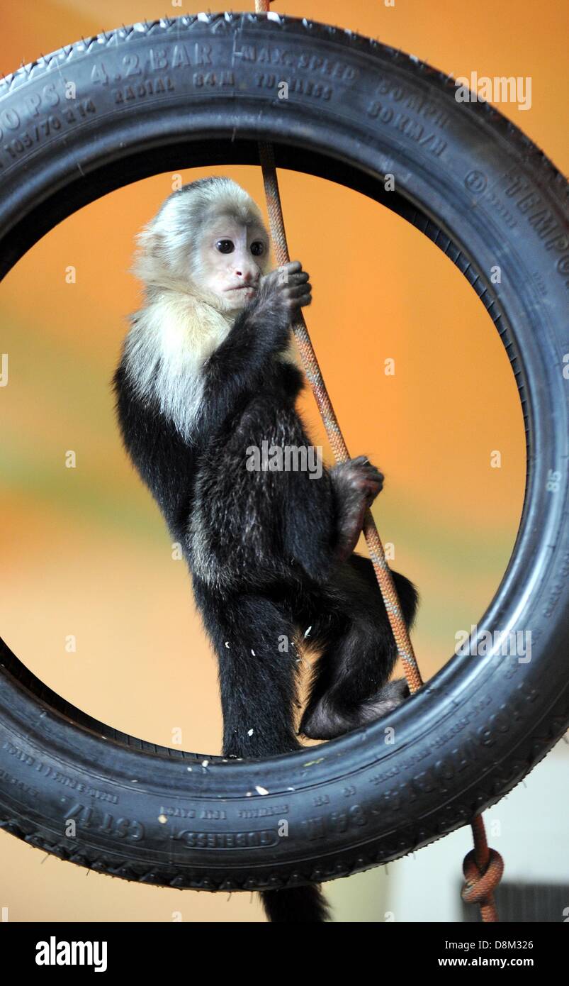 Capuchin monkeys family in hi-res stock photography and images - Alamy