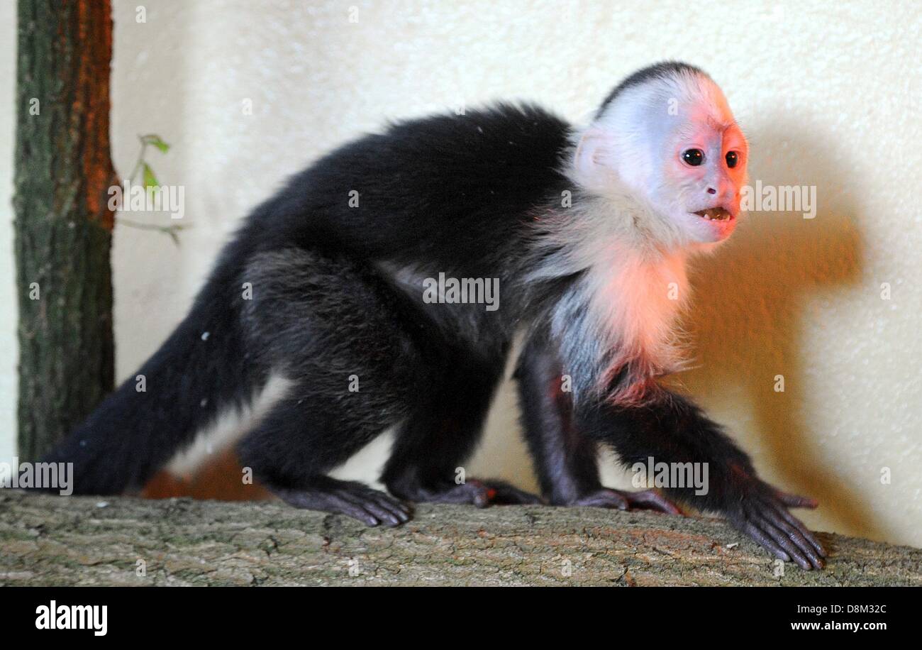 Monkey missing its family hi-res stock photography and images - Alamy