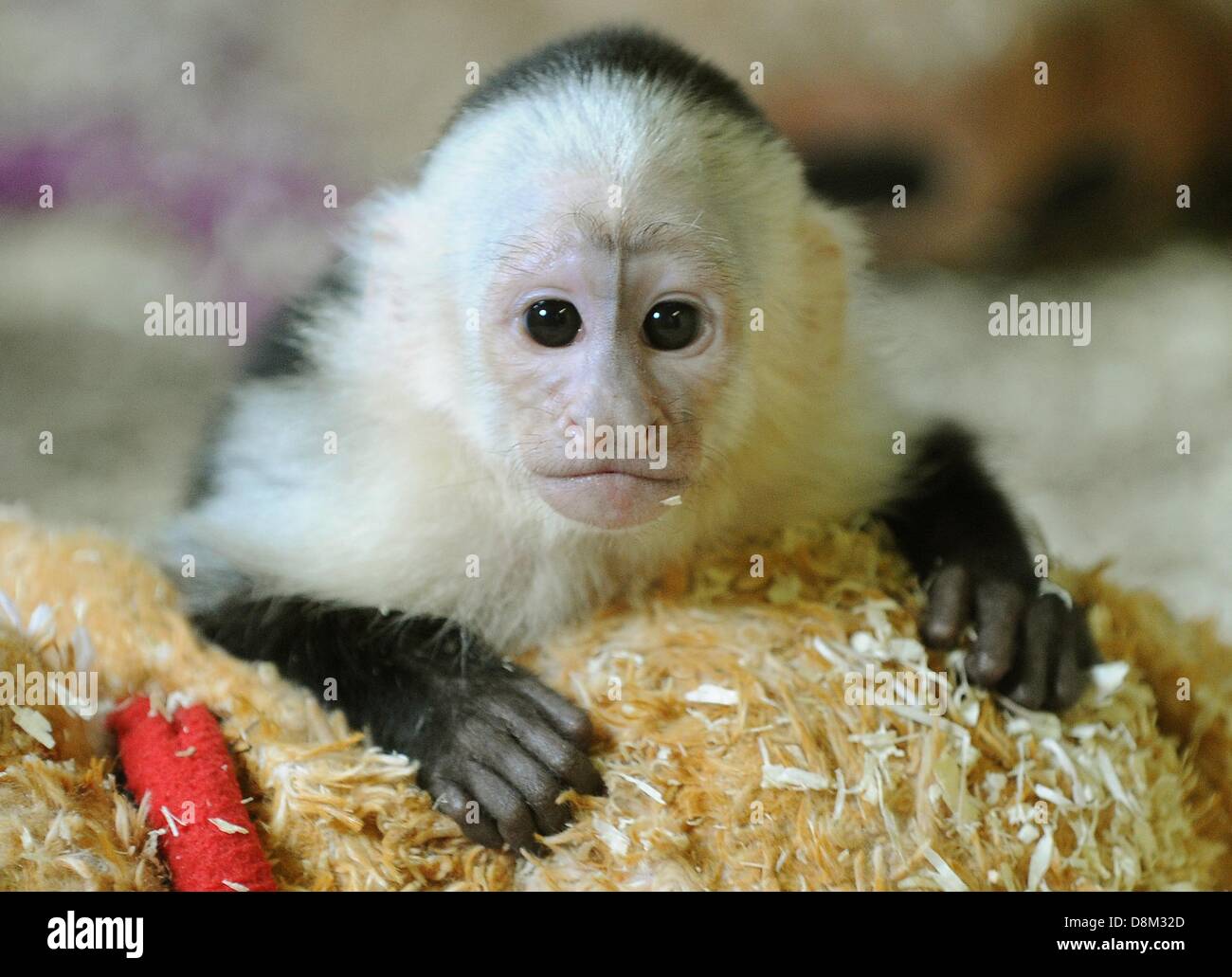 Monkey missing its family hi-res stock photography and images - Alamy