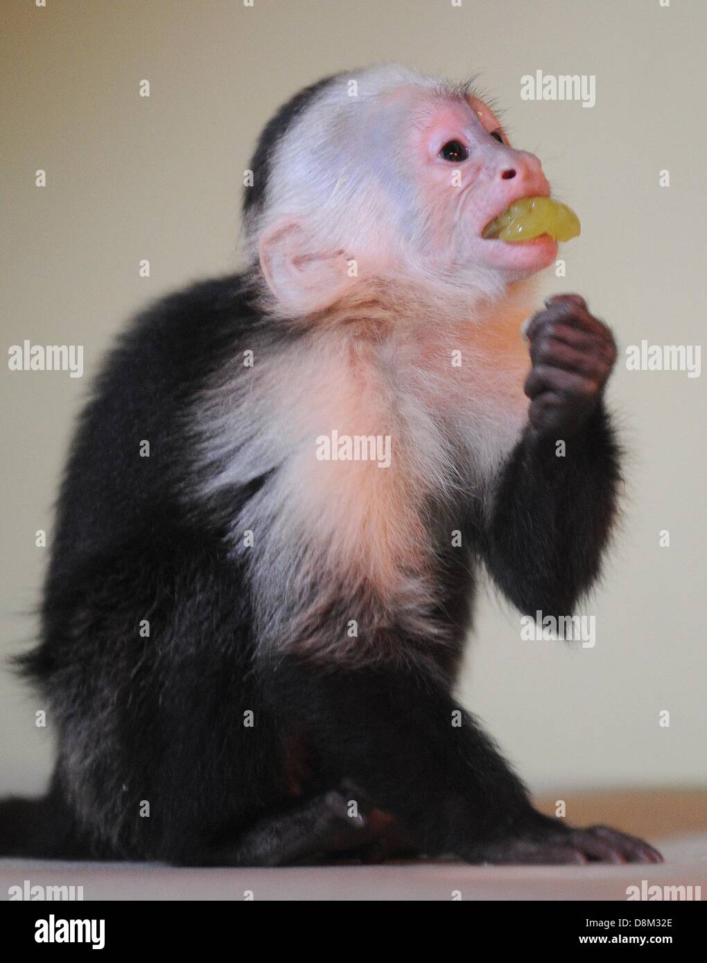 Capuchin monkeys family in hi-res stock photography and images - Alamy