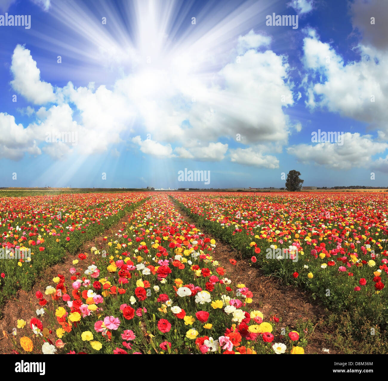 Shining sun with rays hi-res stock photography and images - Alamy