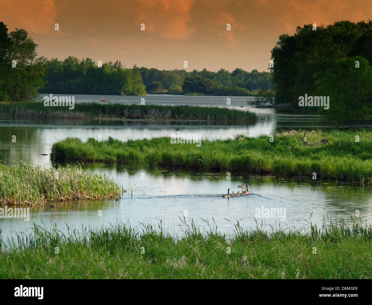 wisconsin landscape scenic stream lake wetland Stock Photo - Alamy